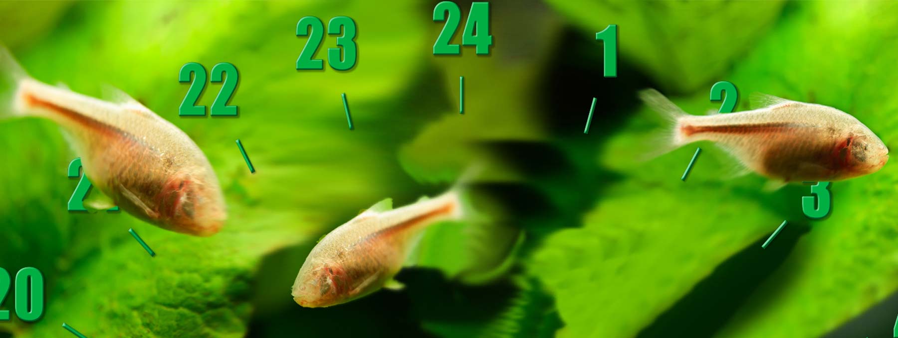 Survival of the Fittest: Mexican Tetra Fish Loses Circadian Rhythm to ...