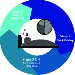 The Basics of Your Sleep Cycle – Chronobiology.com