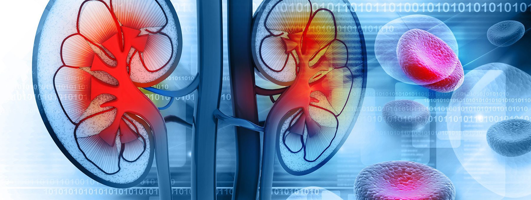 How the Circadian Rhythm of Your Kidneys Affects You – Chronobiology.com