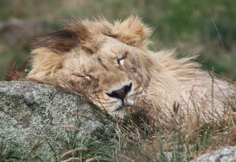 Scientific Views on the Origin of Sleep – Chronobiology.com