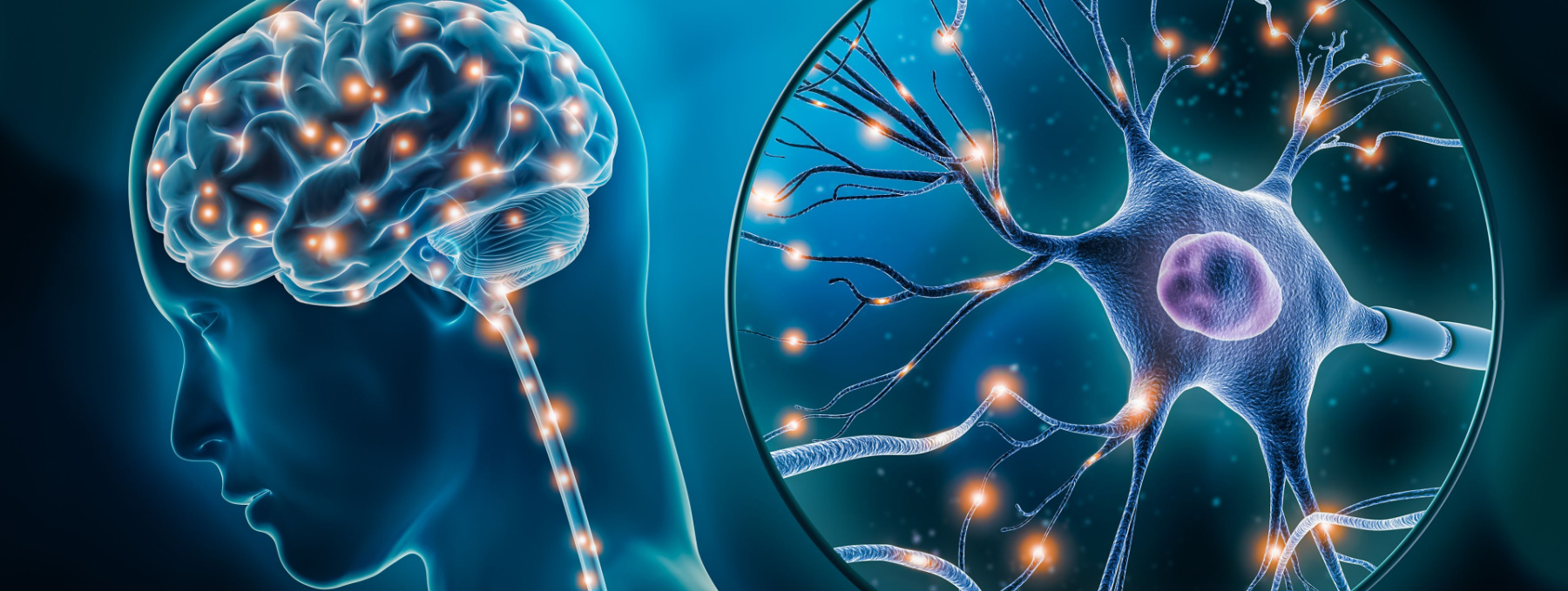 Generation of New Neurons in the Brain As a Strategy Against ...